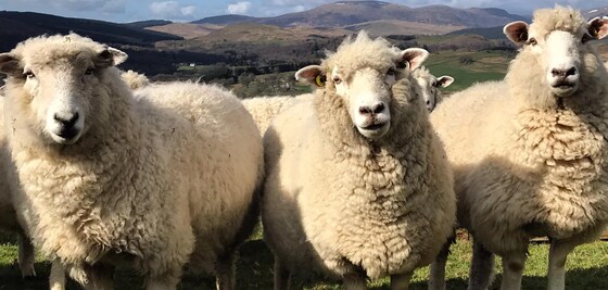 Bordertown Festival & Show, SA | RARE BREEDS TRUST OF AUSTRALIA | TidyHQ