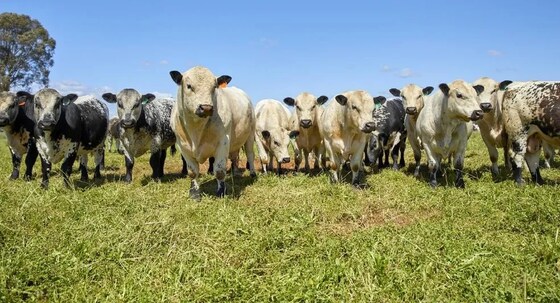 Stock & Land Beef Week, Victoria, southern NSW and eastern SA. | RARE ...