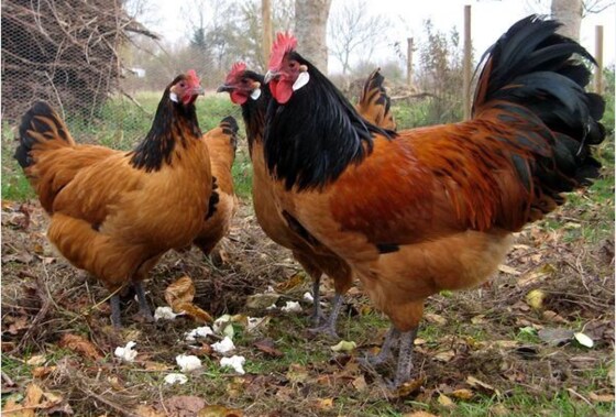 Berry Show, NSW | RARE BREEDS TRUST OF AUSTRALIA | TidyHQ