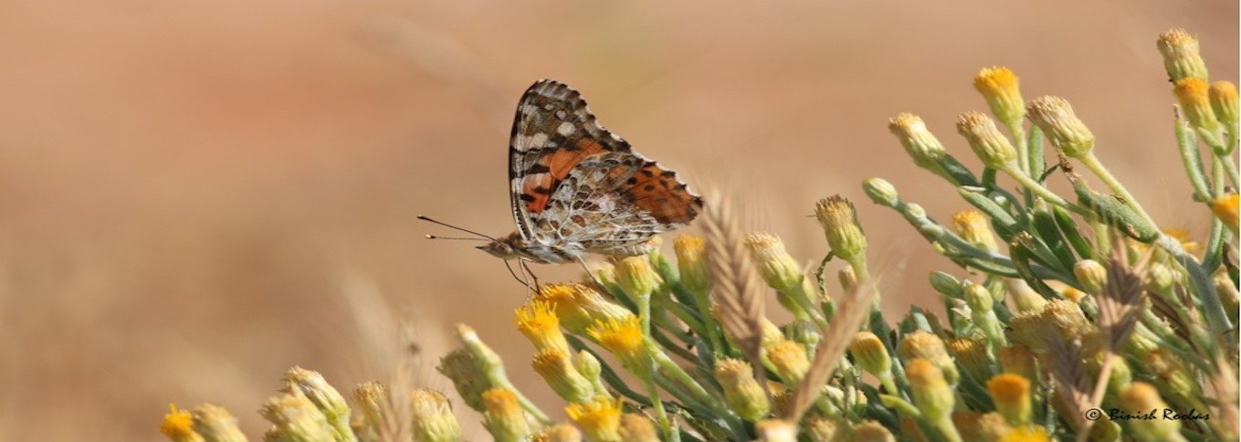 ENHG Lecture: Butterflies of the UAE by Binish Roobas | Emirates ...